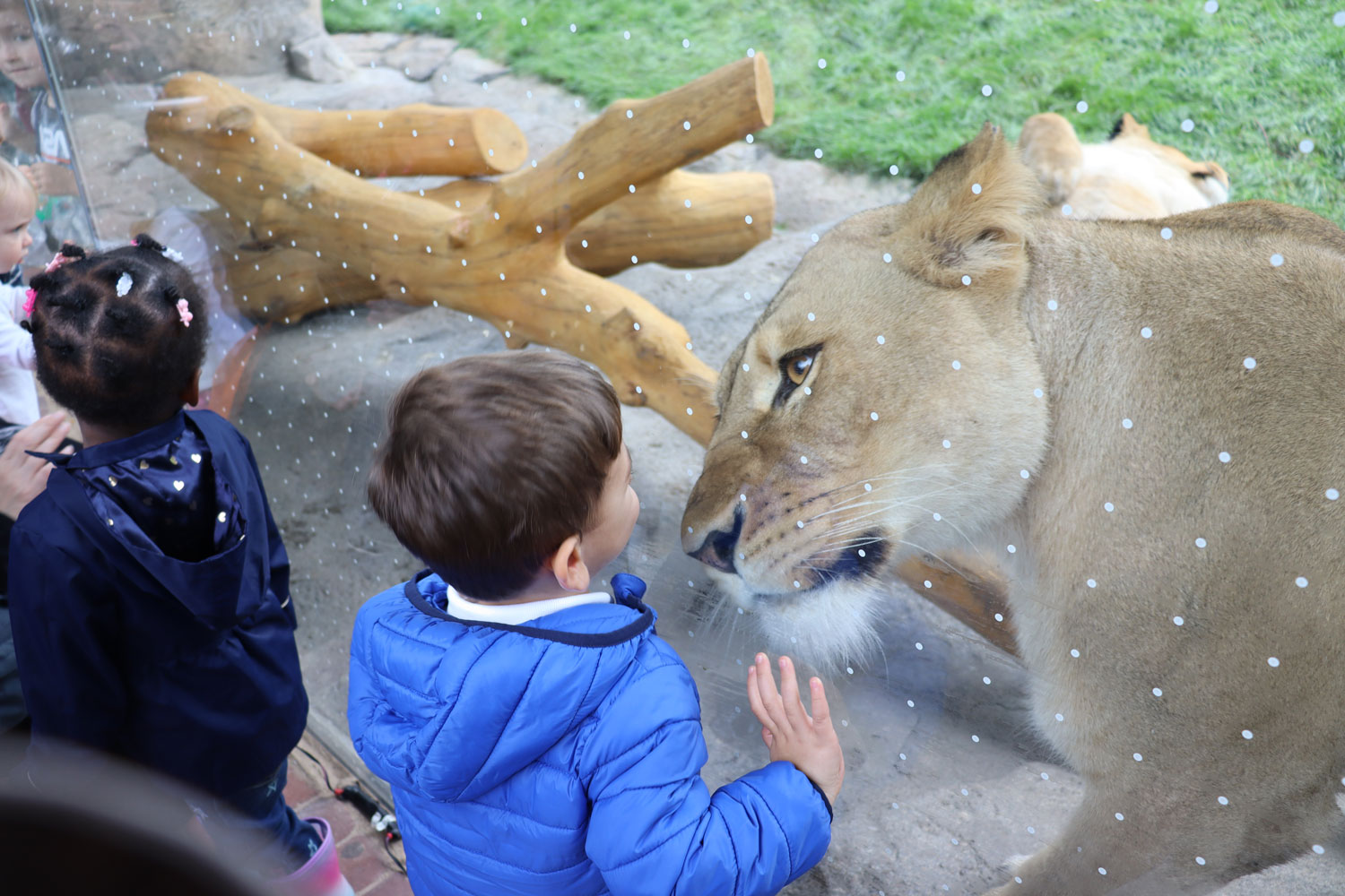 Lincoln Park Zoo Pepper Family Wildlife Center - Architectures - Jidipi